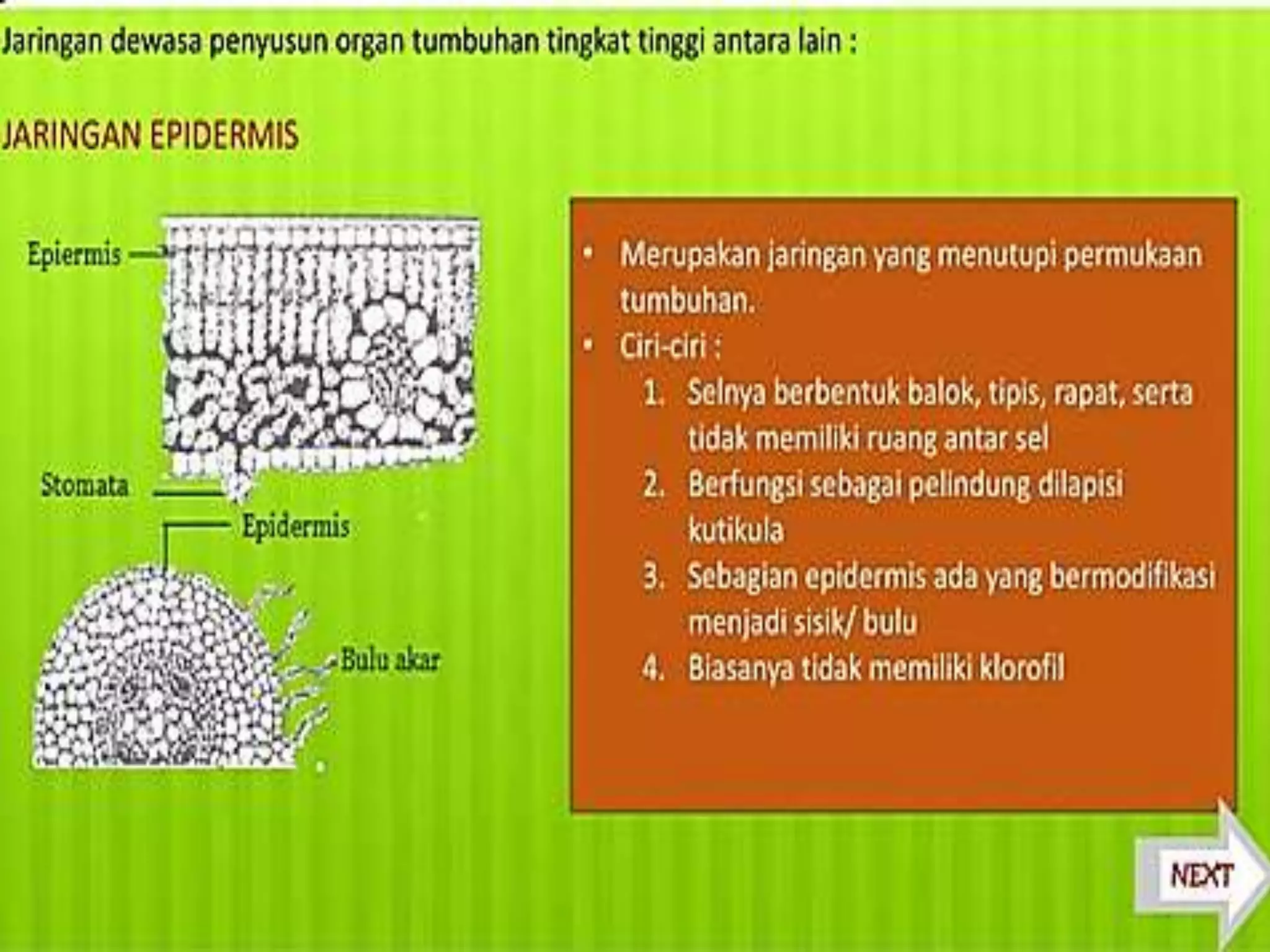JARINGAN TUMBUHAN.pptx