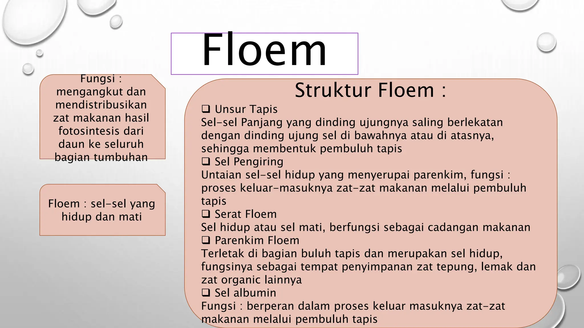 Pengertian, jenis-jenis dan ciri-ciri JARINGAN TUMBUHAN materi kelas XI ...