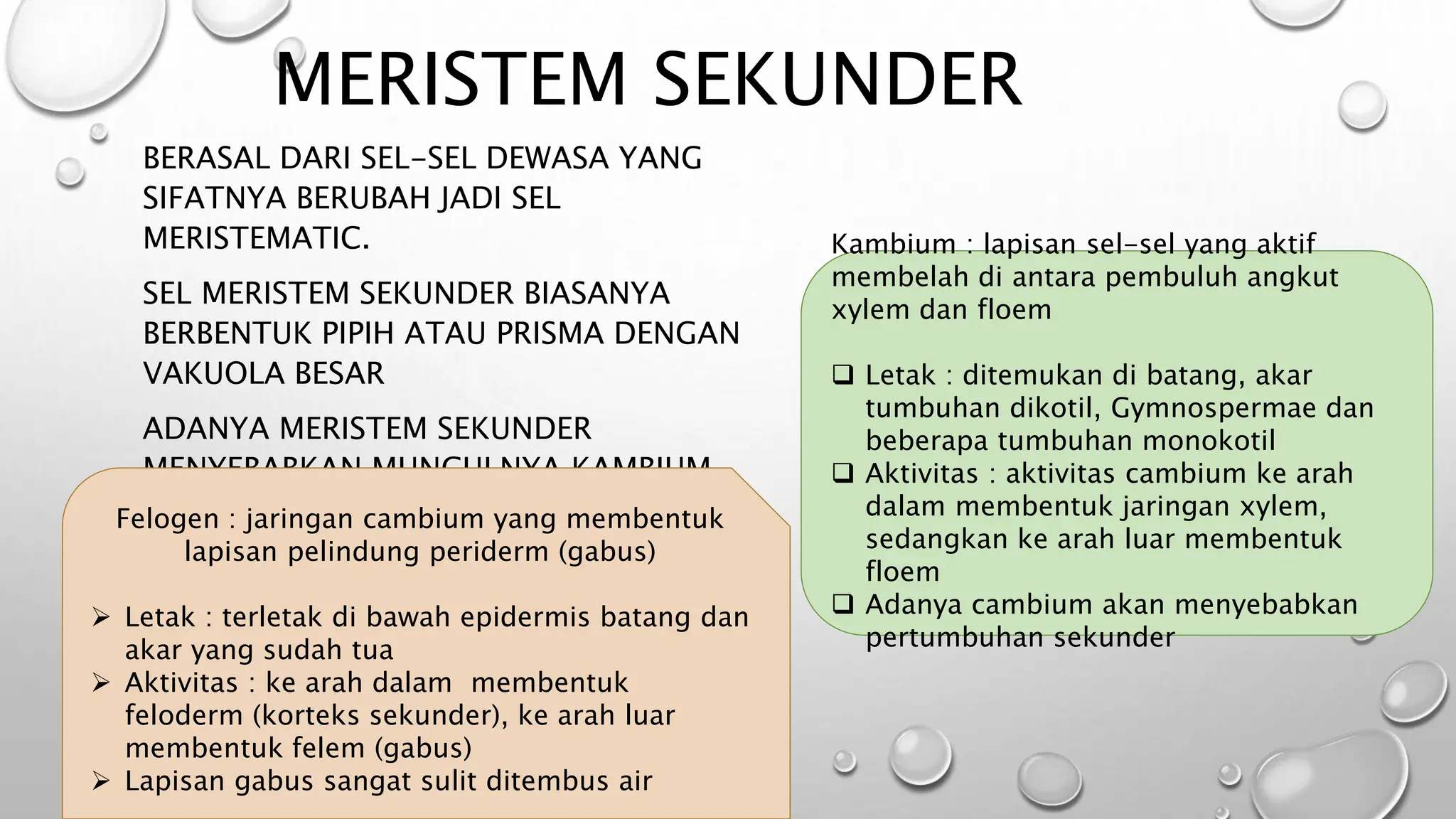 Pengertian, jenis-jenis dan ciri-ciri JARINGAN TUMBUHAN materi kelas XI ...