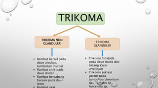 Pengertian, jenis-jenis dan ciri-ciri JARINGAN TUMBUHAN materi kelas XI ...