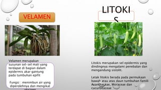 Pengertian, jenis-jenis dan ciri-ciri JARINGAN TUMBUHAN materi kelas XI ...