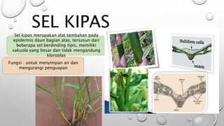 Pengertian, jenis-jenis dan ciri-ciri JARINGAN TUMBUHAN materi kelas XI ...