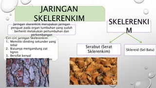Pengertian, jenis-jenis dan ciri-ciri JARINGAN TUMBUHAN materi kelas XI ...