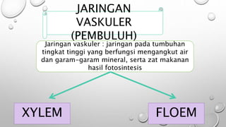 Pengertian, jenis-jenis dan ciri-ciri JARINGAN TUMBUHAN materi kelas XI ...
