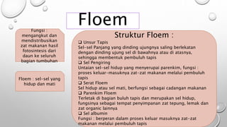 Pengertian, jenis-jenis dan ciri-ciri JARINGAN TUMBUHAN materi kelas XI ...