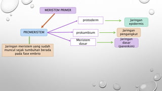 Pengertian, jenis-jenis dan ciri-ciri JARINGAN TUMBUHAN materi kelas XI ...