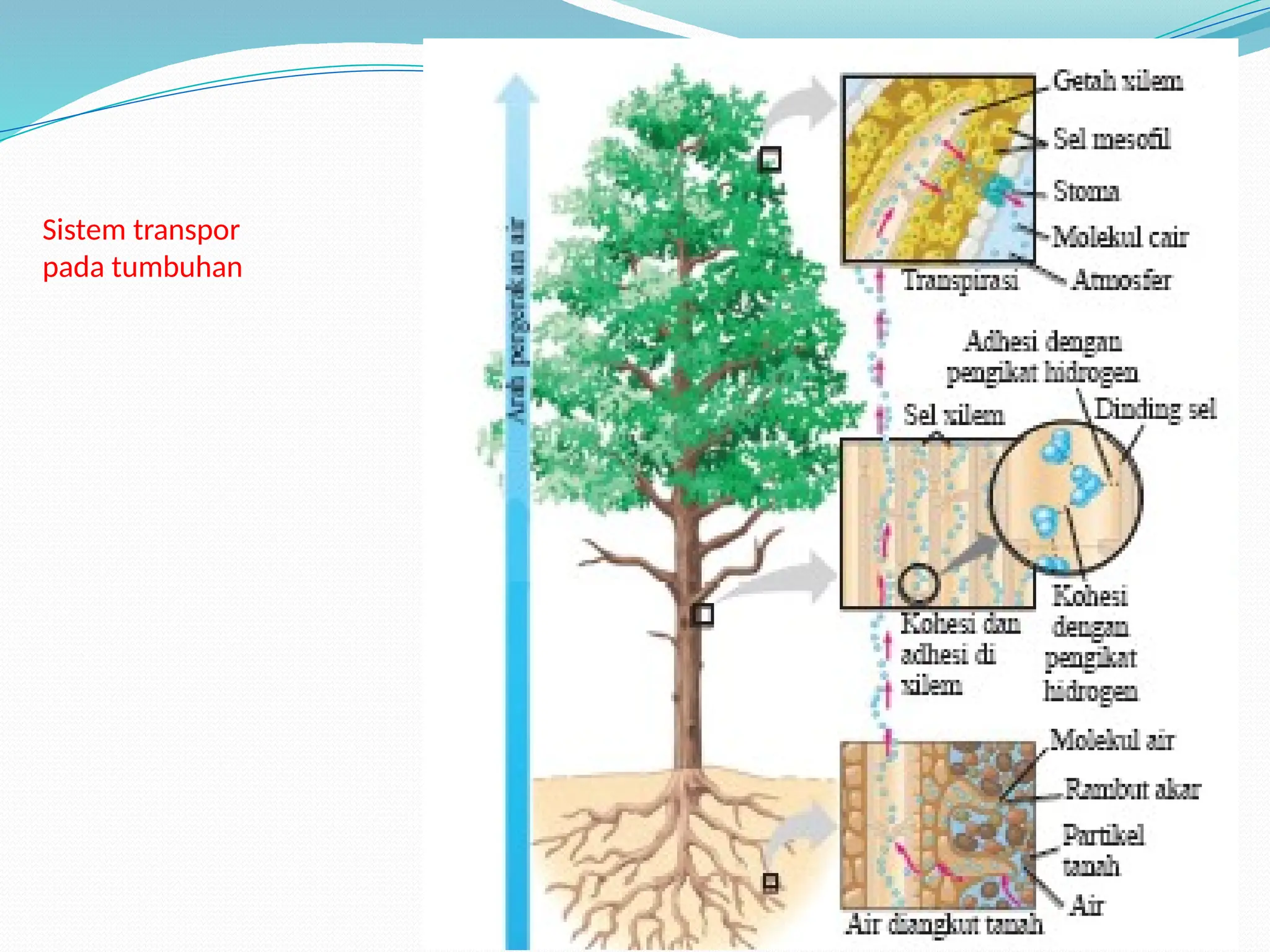 Jaringan pada TUmbuhan materi SMA .pptx