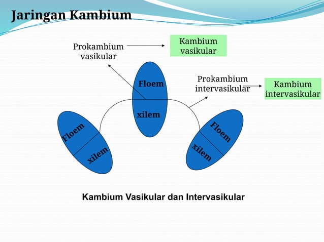 Jaringan pada TUmbuhan materi SMA .pptx