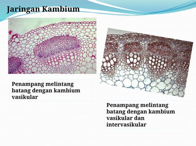 Jaringan pada TUmbuhan materi SMA .pptx