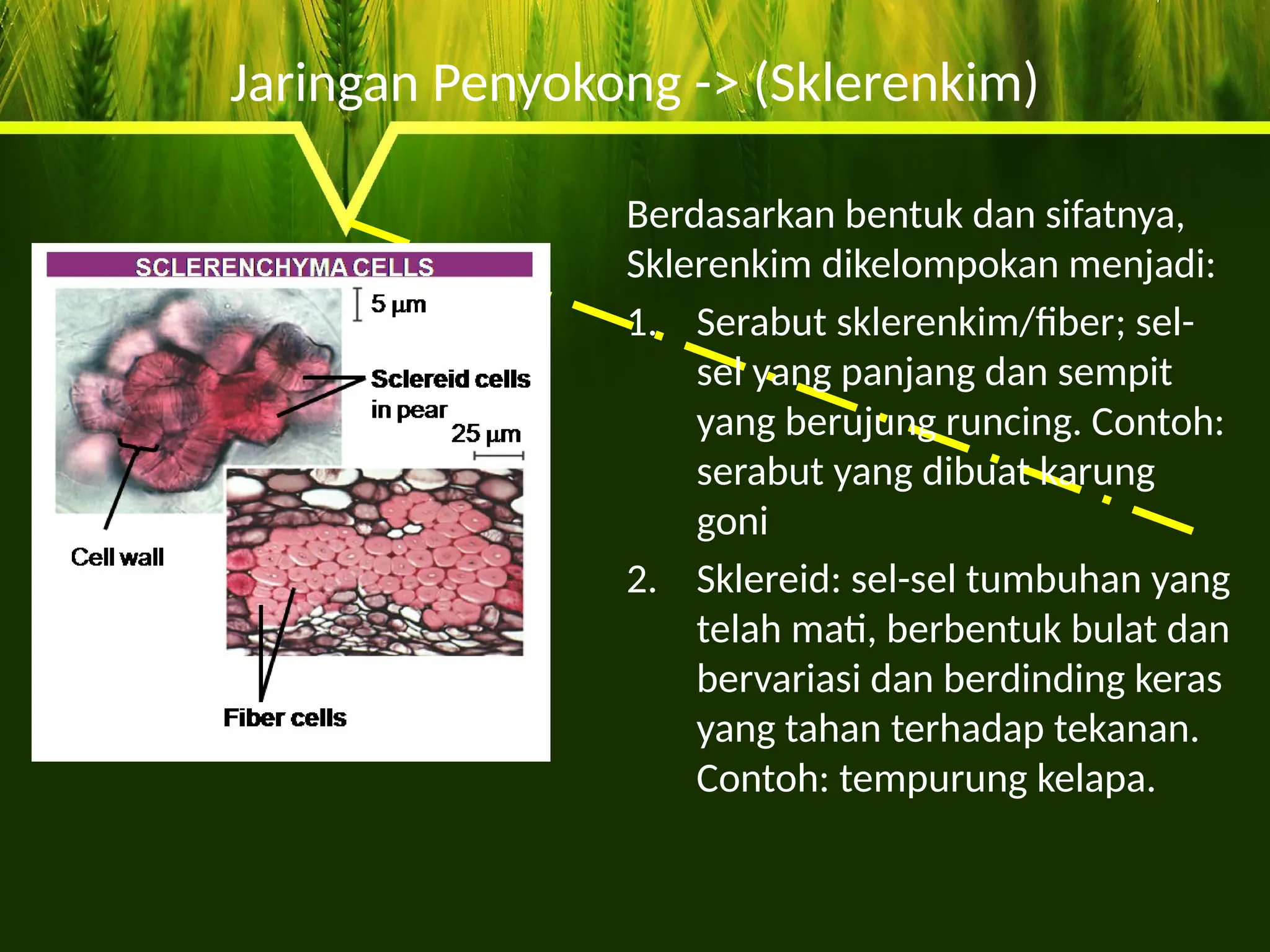 sel jaringan tumbuhan dan organ pada tumbuhan | PPTX