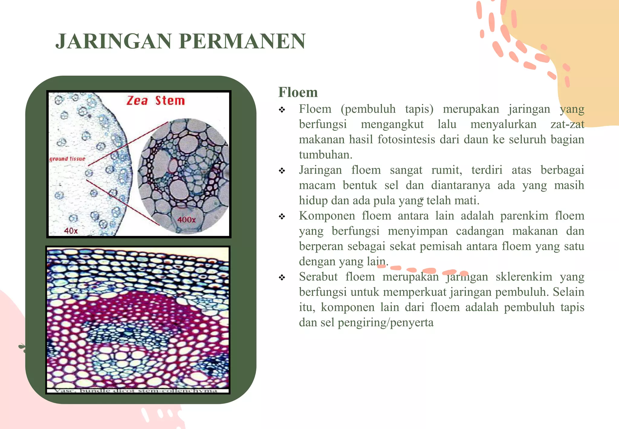 JARINGAN TUMBUHAN - KELAS XI.pptx