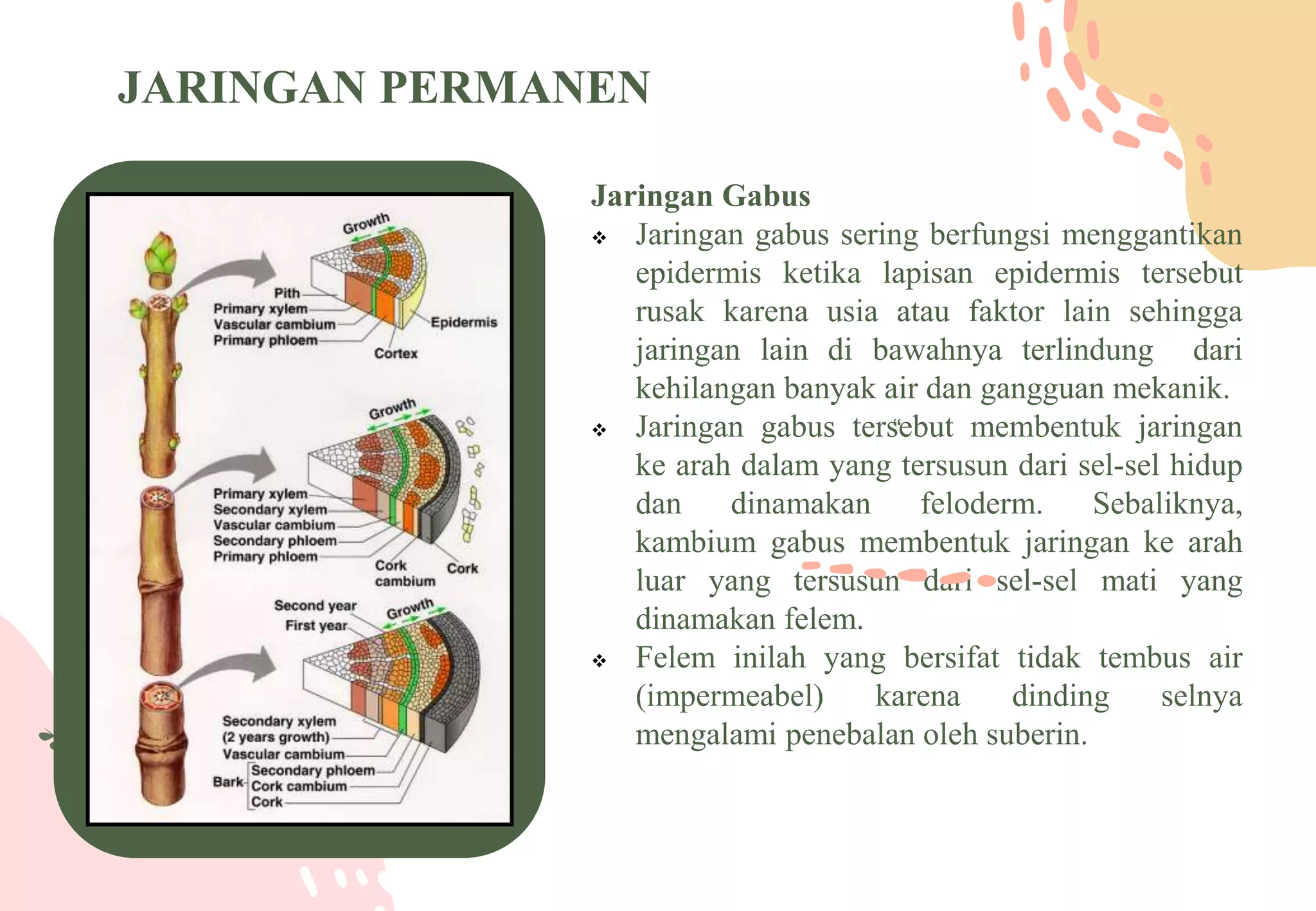 JARINGAN TUMBUHAN - KELAS XI.pptx