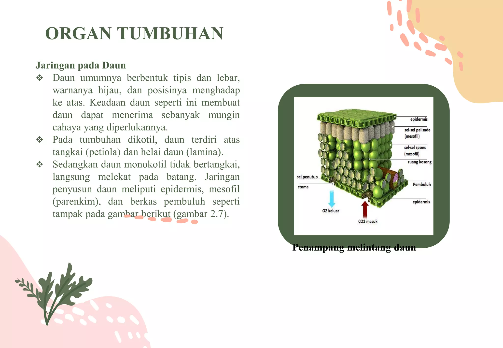 JARINGAN TUMBUHAN - KELAS XI.pptx