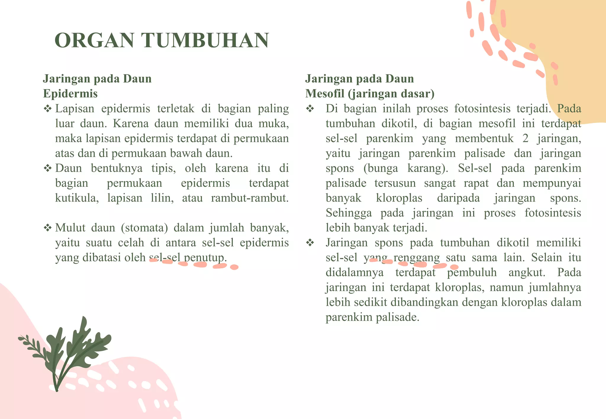 JARINGAN TUMBUHAN - KELAS XI.pptx