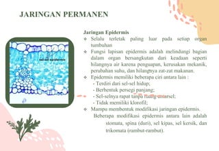 JARINGAN TUMBUHAN - KELAS XI.pptx