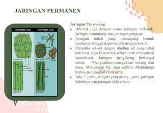 JARINGAN TUMBUHAN - KELAS XI.pptx