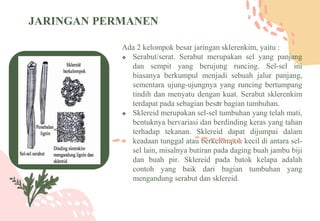 JARINGAN TUMBUHAN - KELAS XI.pptx