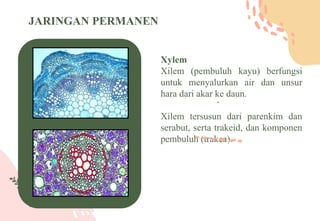 JARINGAN TUMBUHAN - KELAS XI.pptx