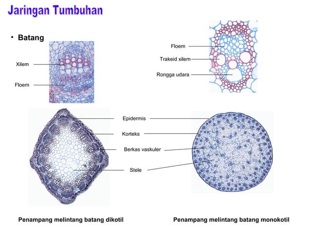 Jaringan tumbuhan 1 | PPT