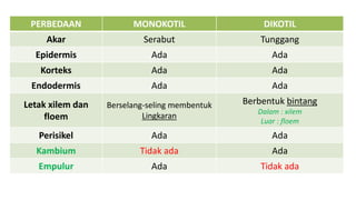 Jaringan Tumbuhan Akar | PPTX
