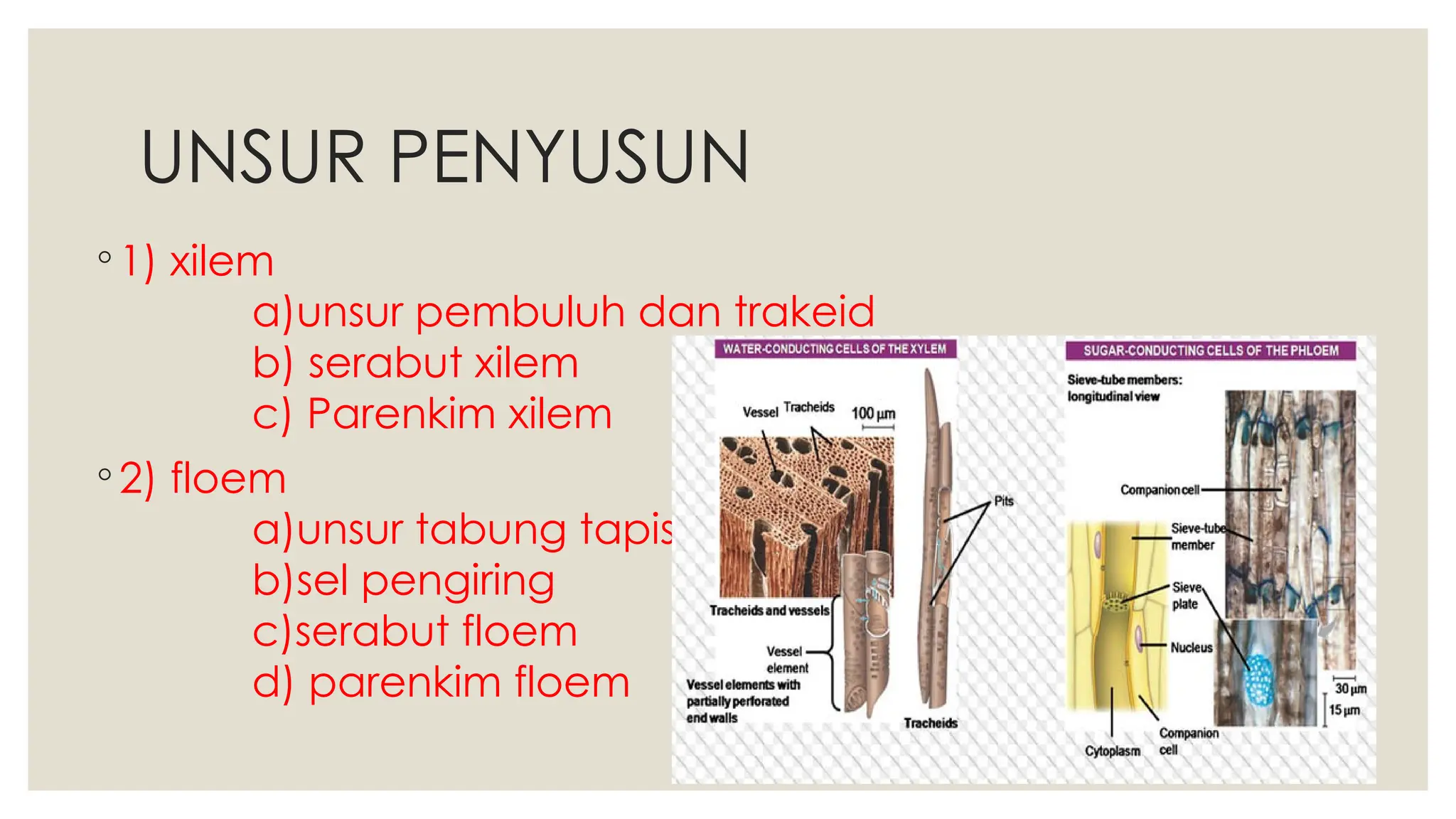 PPT Jaringan tumbuhan kelas XI SMA/MA .pptx