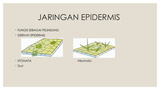 PPT Jaringan tumbuhan kelas XI SMA/MA .pptx