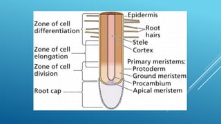 JARINGAN TUMBUHAN MERISTEM APIKAL DAN MERISTEM LATERAL | PPTX
