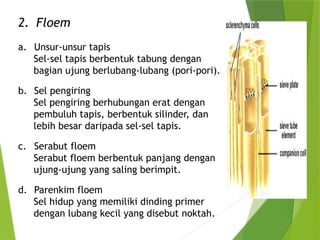 JARINGAN TUMBUHAN BIOLOGI KELAS 11 JARINGAN TUMBUHAN | PPTX