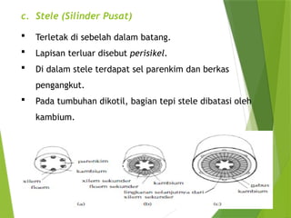JARINGAN TUMBUHAN BIOLOGI KELAS 11 JARINGAN TUMBUHAN | PPTX