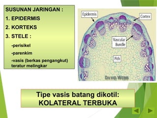 JARINGAN TUMBUHAN BIOLOGI KELAS 11 JARINGAN TUMBUHAN | PPTX