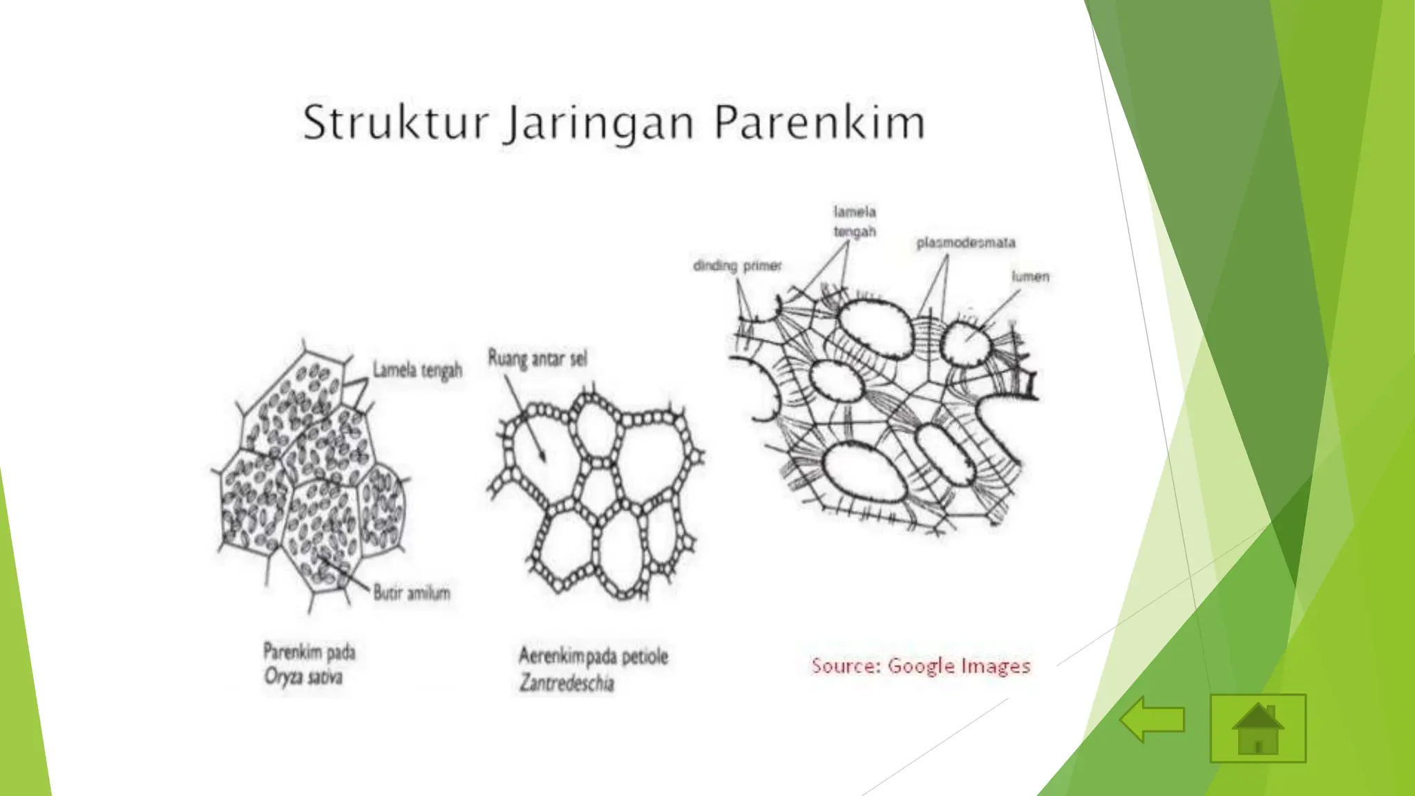 Penjelasan tentang Definisi Jaringan, macam, bentuk dan fungsi jaringan ...