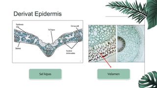 Jaringan Tumbuhan rev.pptx