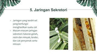 Jaringan Tumbuhan rev.pptx