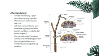 Jaringan Tumbuhan rev.pptx
