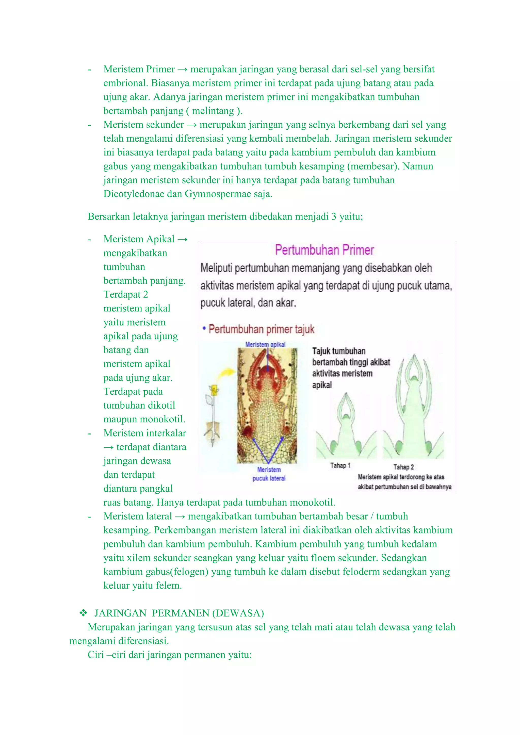 MATERI JARINGAN TUMBUHAN KELAS XI SMA | DOCX
