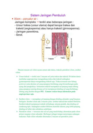 MATERI JARINGAN TUMBUHAN KELAS XI SMA | DOCX