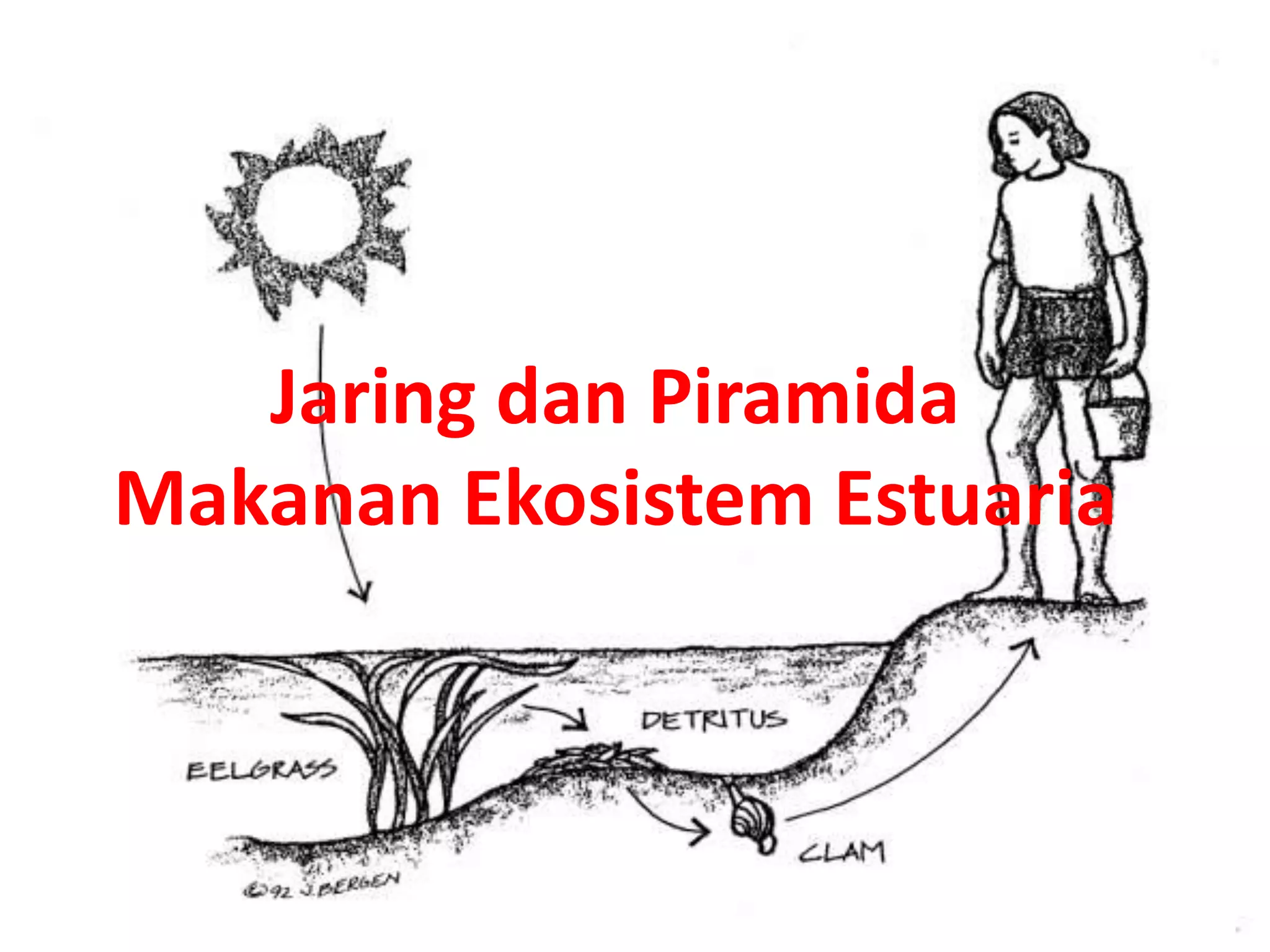 Jaring dan piramida makanan di daerah Estuaria | PPTX