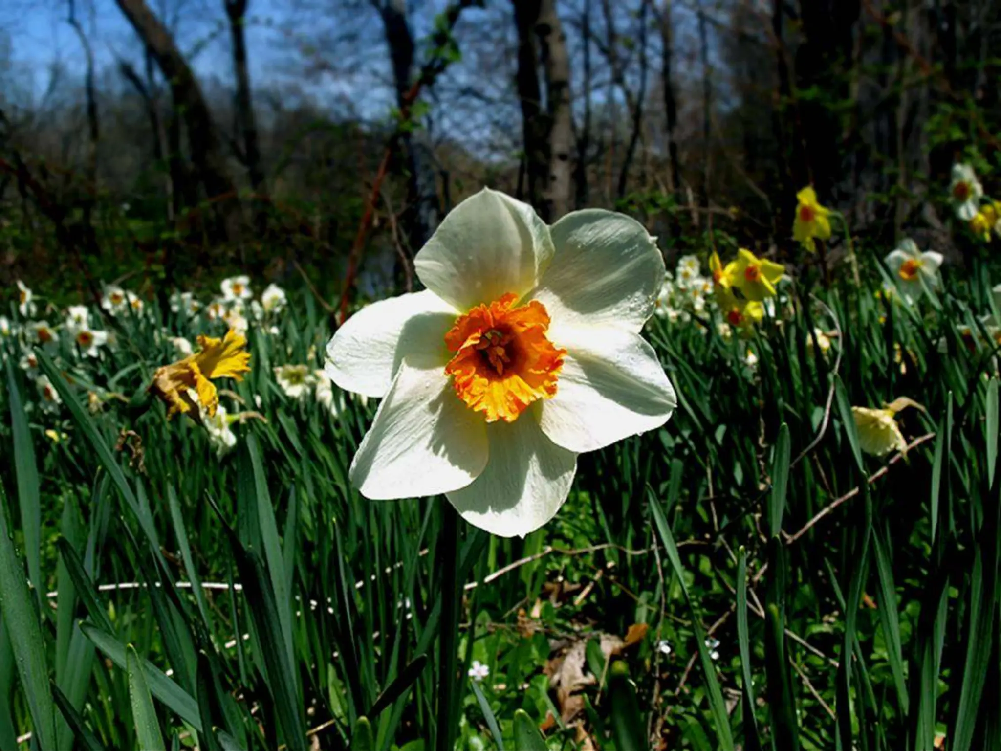 Jaro je tady - Spring is here (Judith) 4 | PPT
