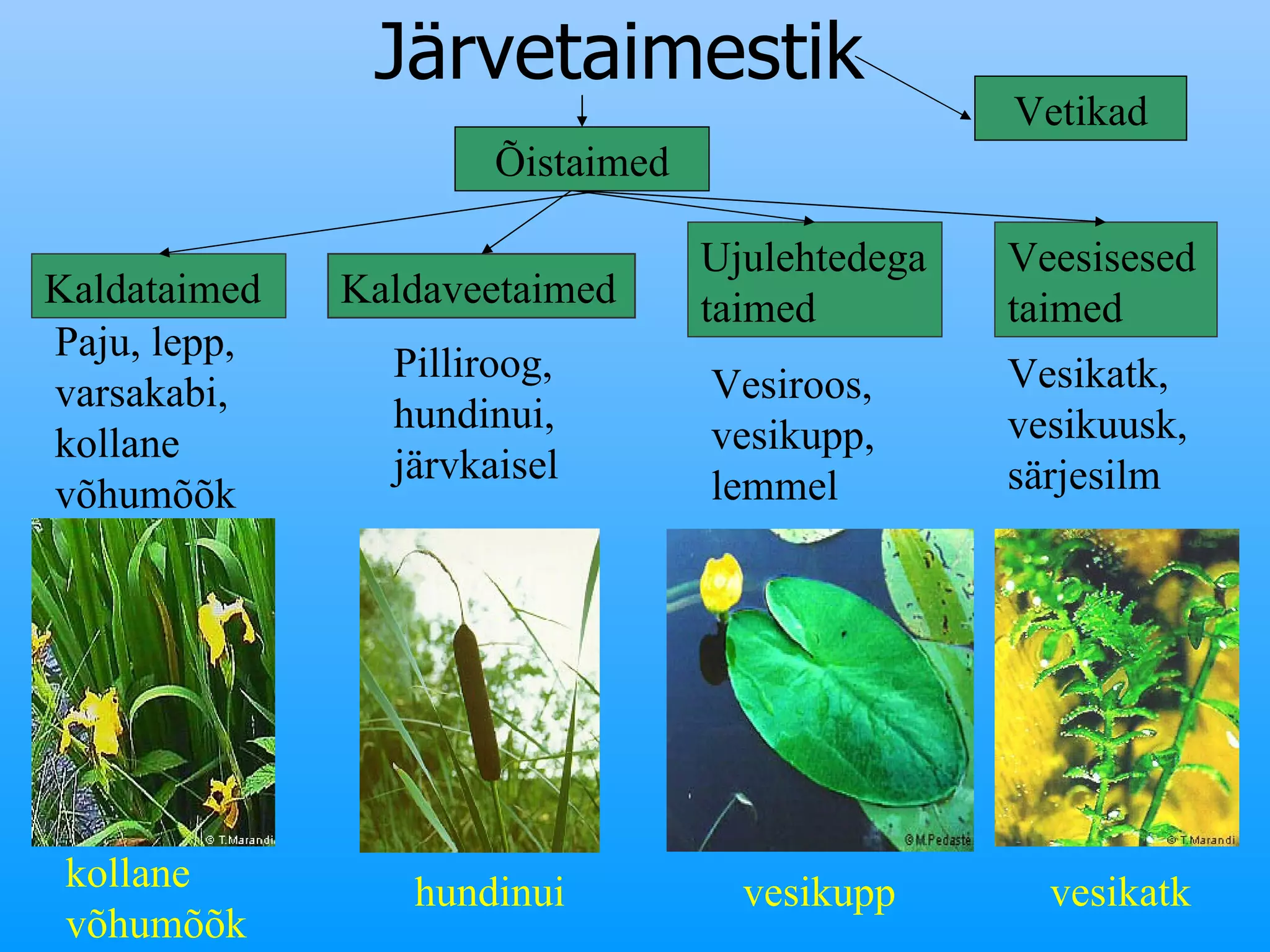 Jarved Ehrenpreis | PPT