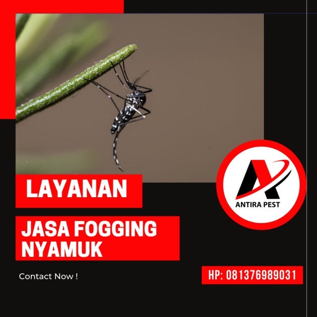 Jasa Fogging Dbd Harga Terbaik Medan | 081376989031 | Antira Pest | PDF