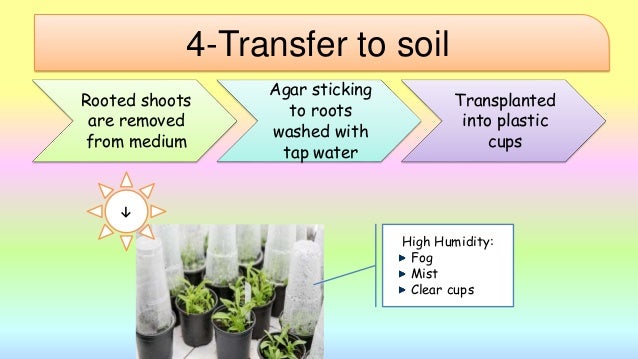 Introduction to: Plant Tissue Culture