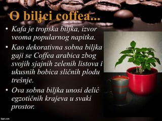 Kafa | PPTX