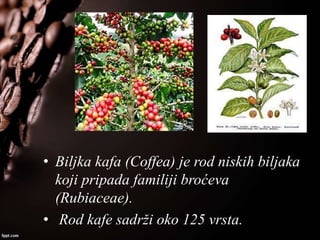 Kafa | PPTX