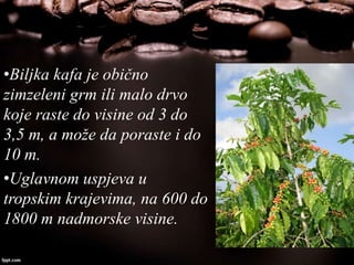 Kafa | PPTX