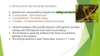 Jasmine | PPTX