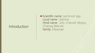 Jasmine | PPTX