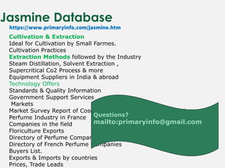 Jasmine | PDF | Perfume and Fragrance | Beauty