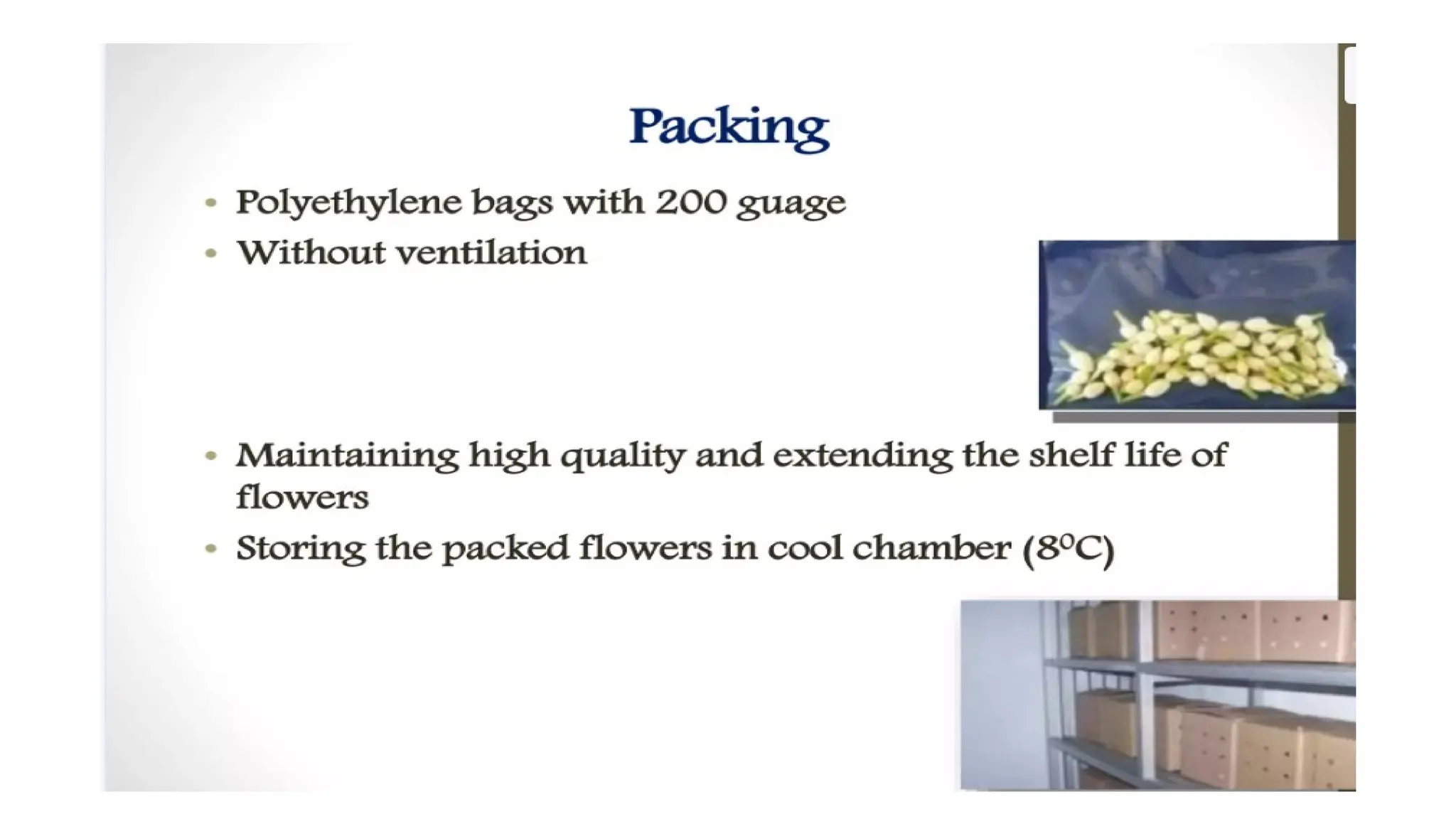 jasmine.pptx.production technology of jasmine | PPTX