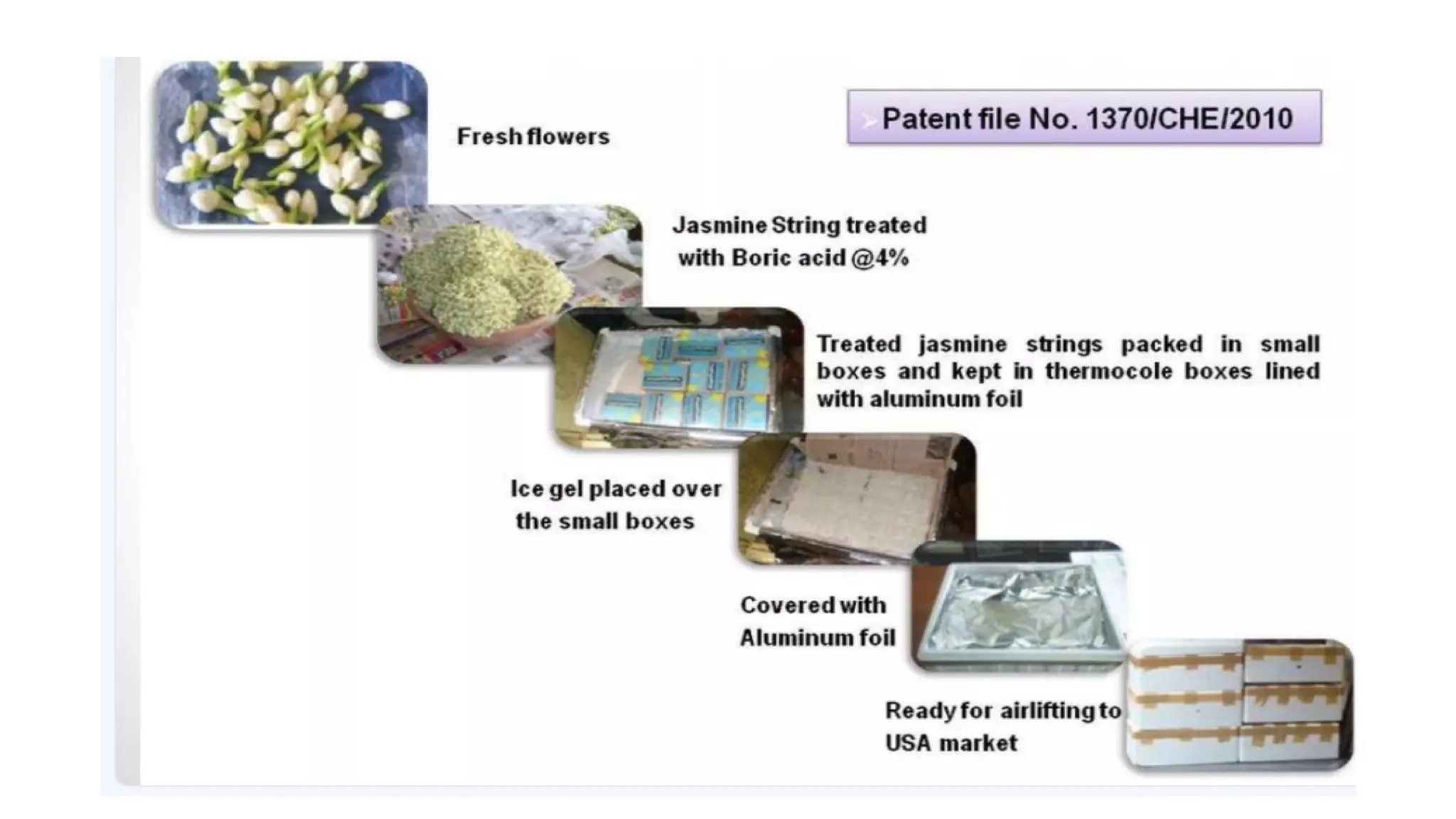 jasmine.pptx.production technology of jasmine | PPT
