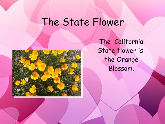 Jasmine (Rosa) California | PPT